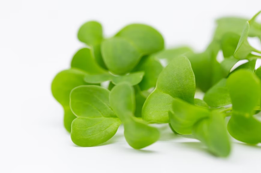 Zen Microgreens – FREE SHIPPING on orders over $50 (Within GTA)